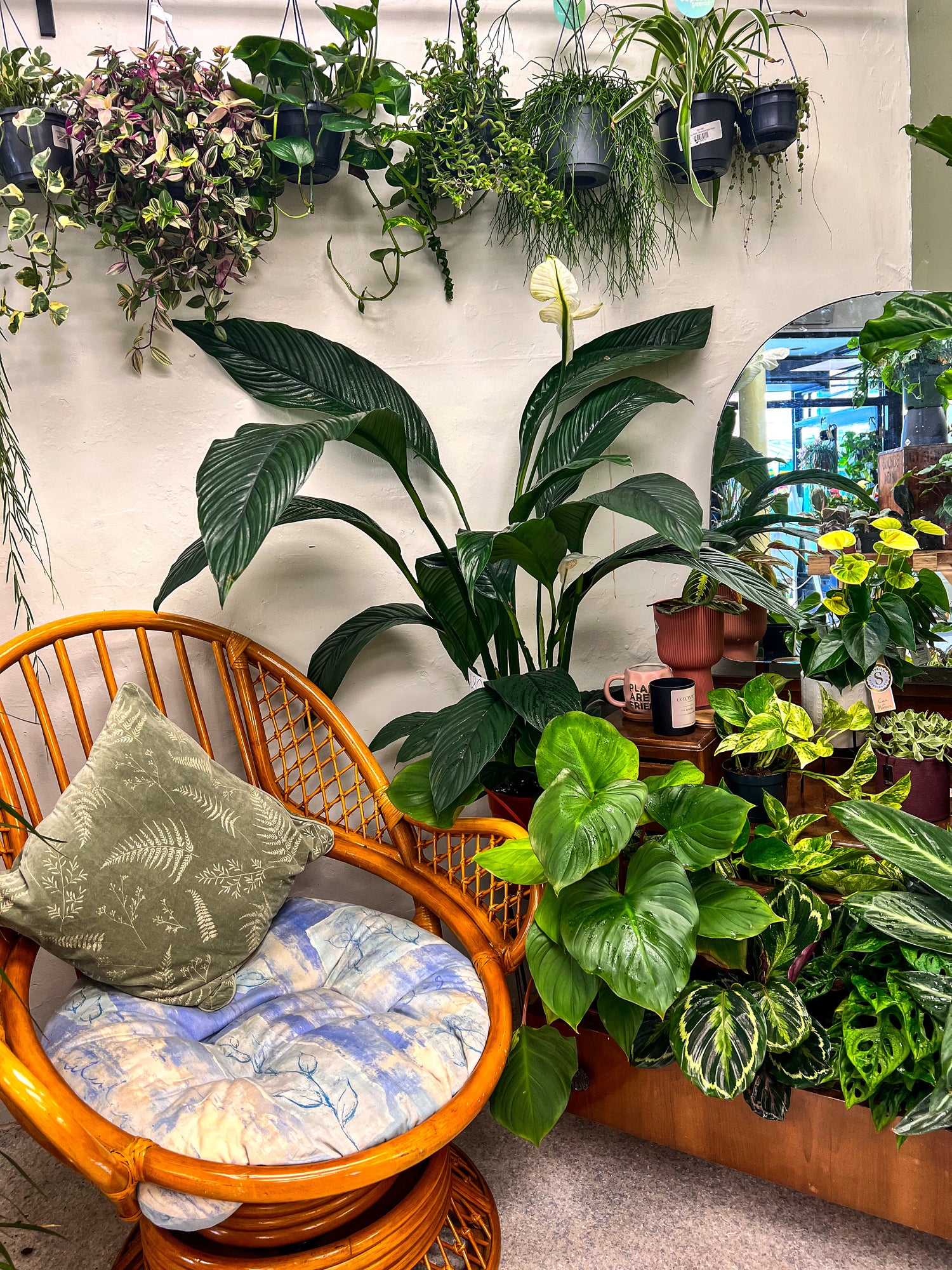 Botanical Babe Houseplant – Botanical Babe Houseplants